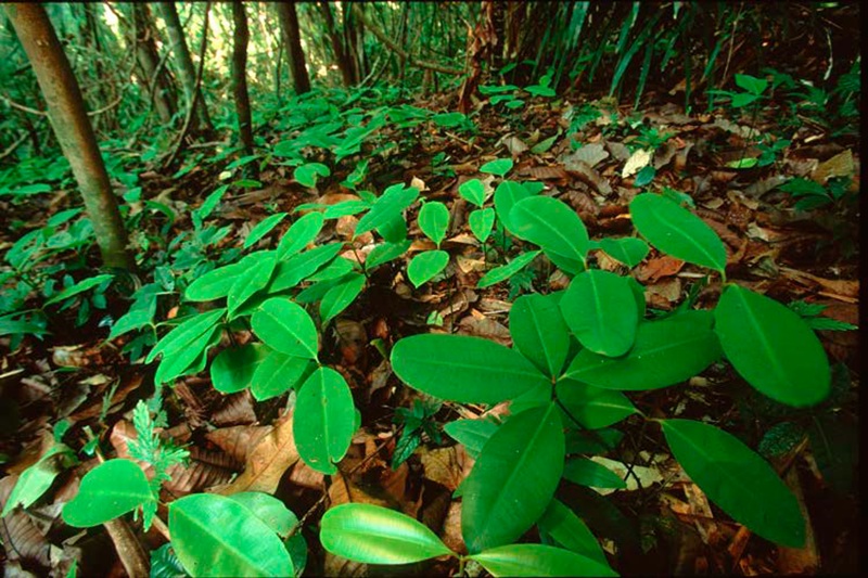 Seed Dispersal | Hugo Portfolio Theme